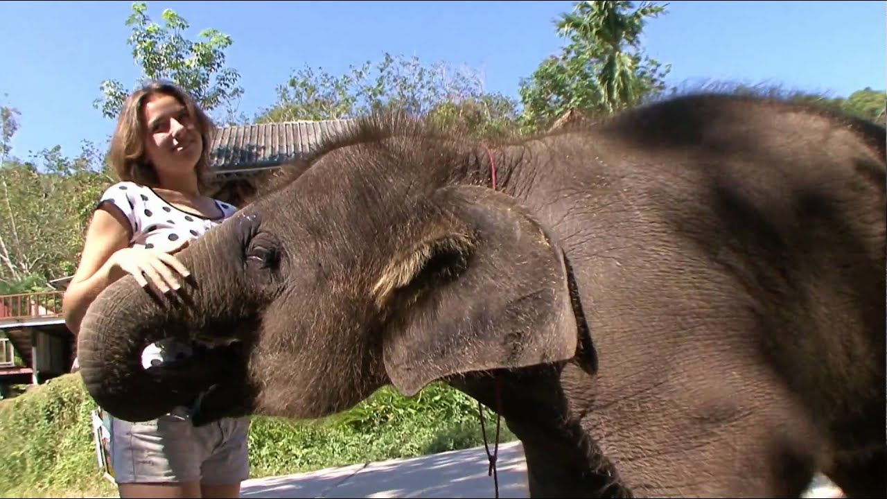 Olifanten ( rijden) in Thailand - YouTube