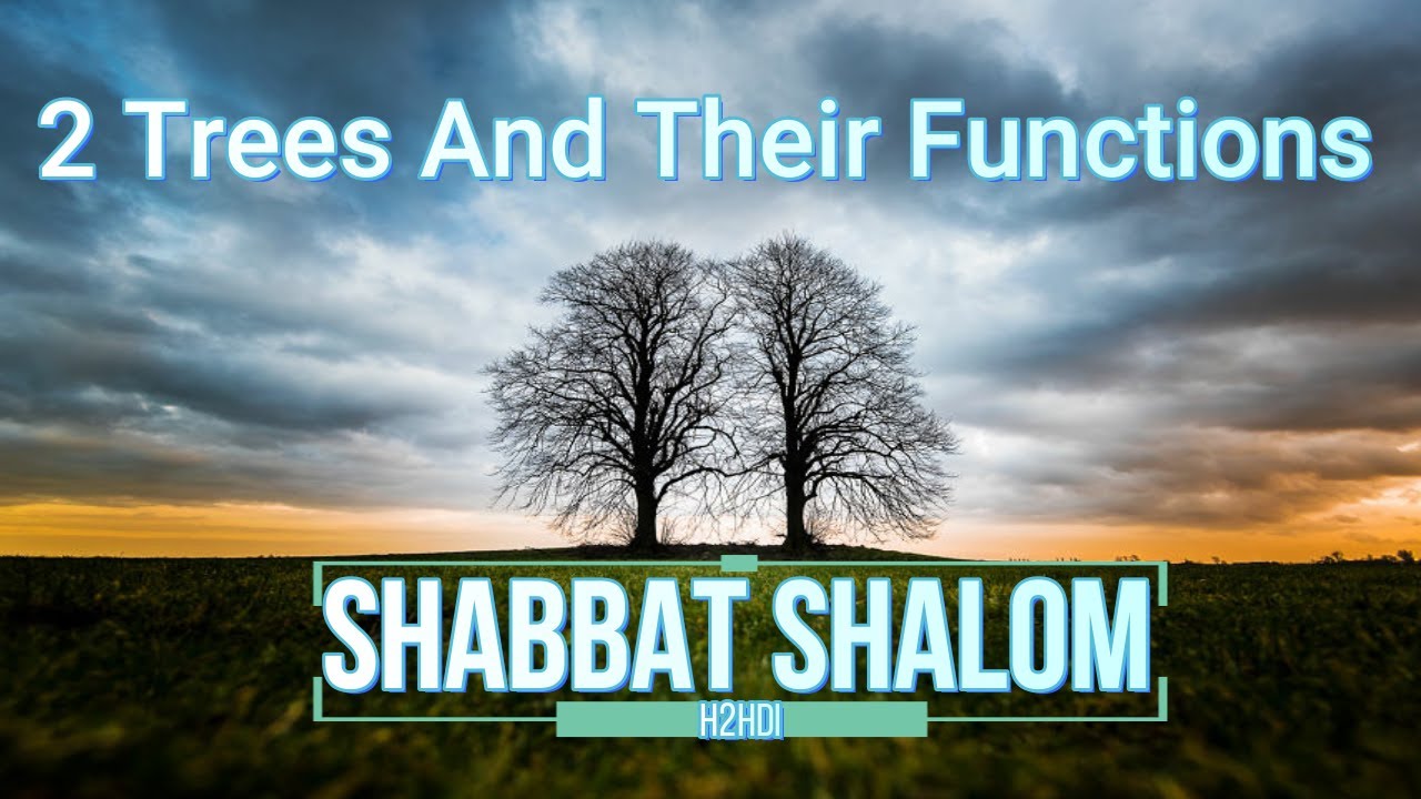 Shabbat - 2 Trees And Their Functions - YouTube