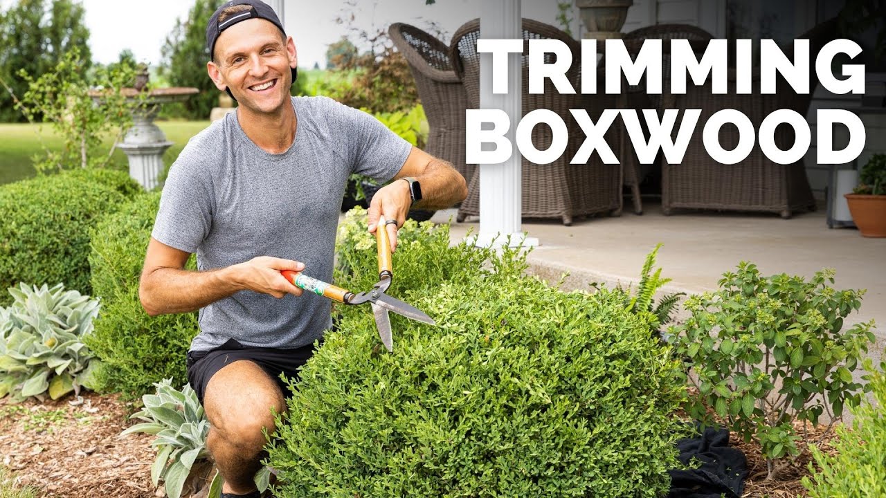 Trimming Boxwood Along My Front Porch and Back Patio | Gardening with ...
