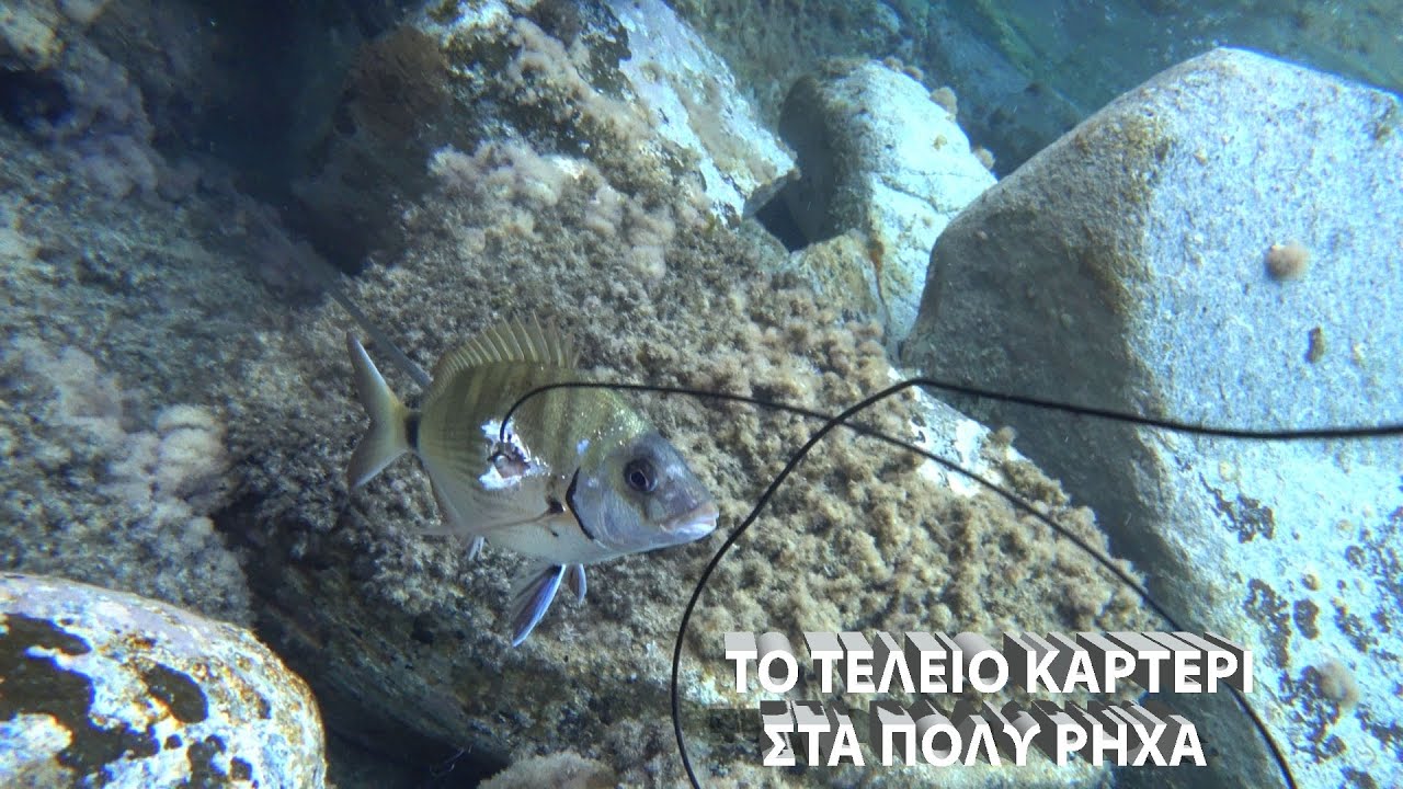 ΨΑΡΟΝΤΟΥΦΕΚΟ / ΤΟ ΤΕΛΕΙΟ ΚΑΡΤΕΡΙ ΣΕ ΡΗΧΑ ΝΕΡΑ!!! - SPEARFISHING - YouTube