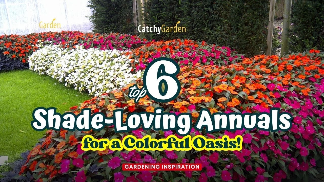 Top 6 Shade-Loving Annuals for a Colorful Oasis 🌺💐🌷 // Gardening Ideas ...
