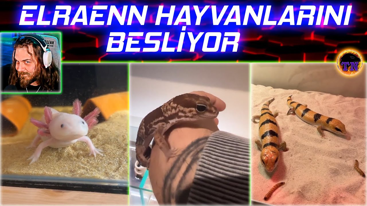 Elraen Hayvanlarını Besliyor | Elraenn ile Kafa Dağıtma Seansı - YouTube
