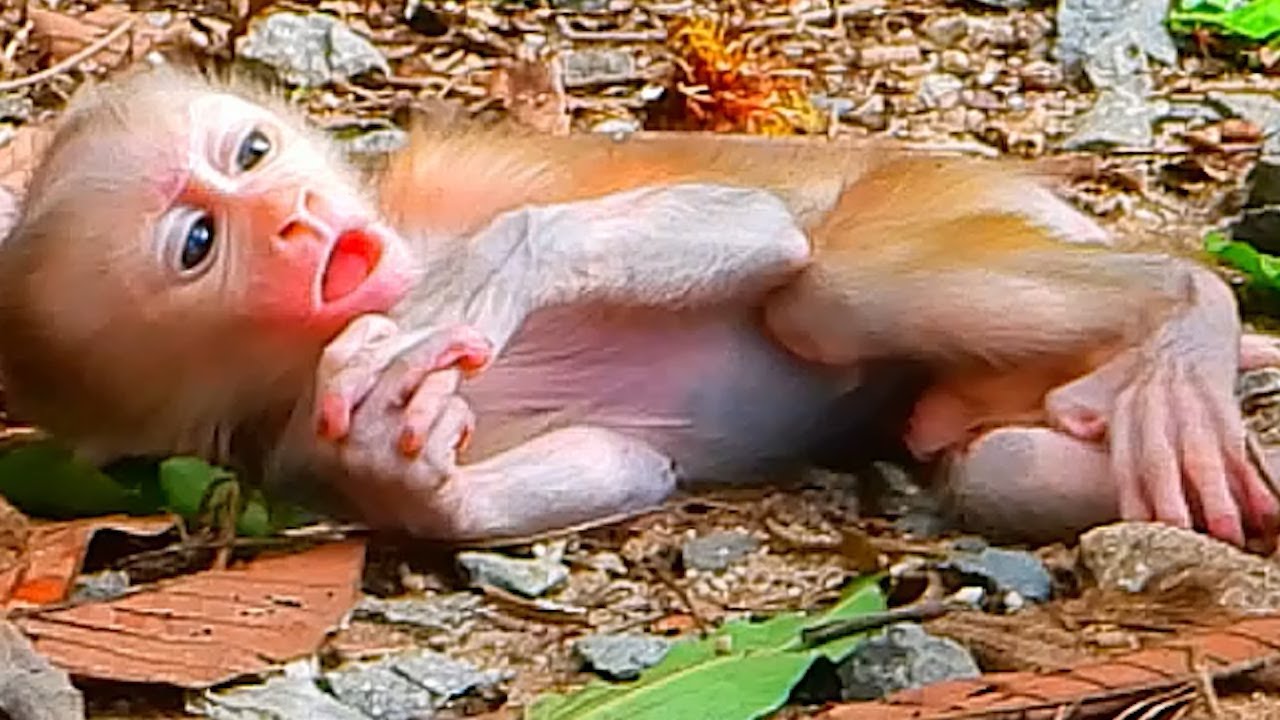 What happened baby monkey Luno?, Mom Luna unwell on Luno. - YouTube