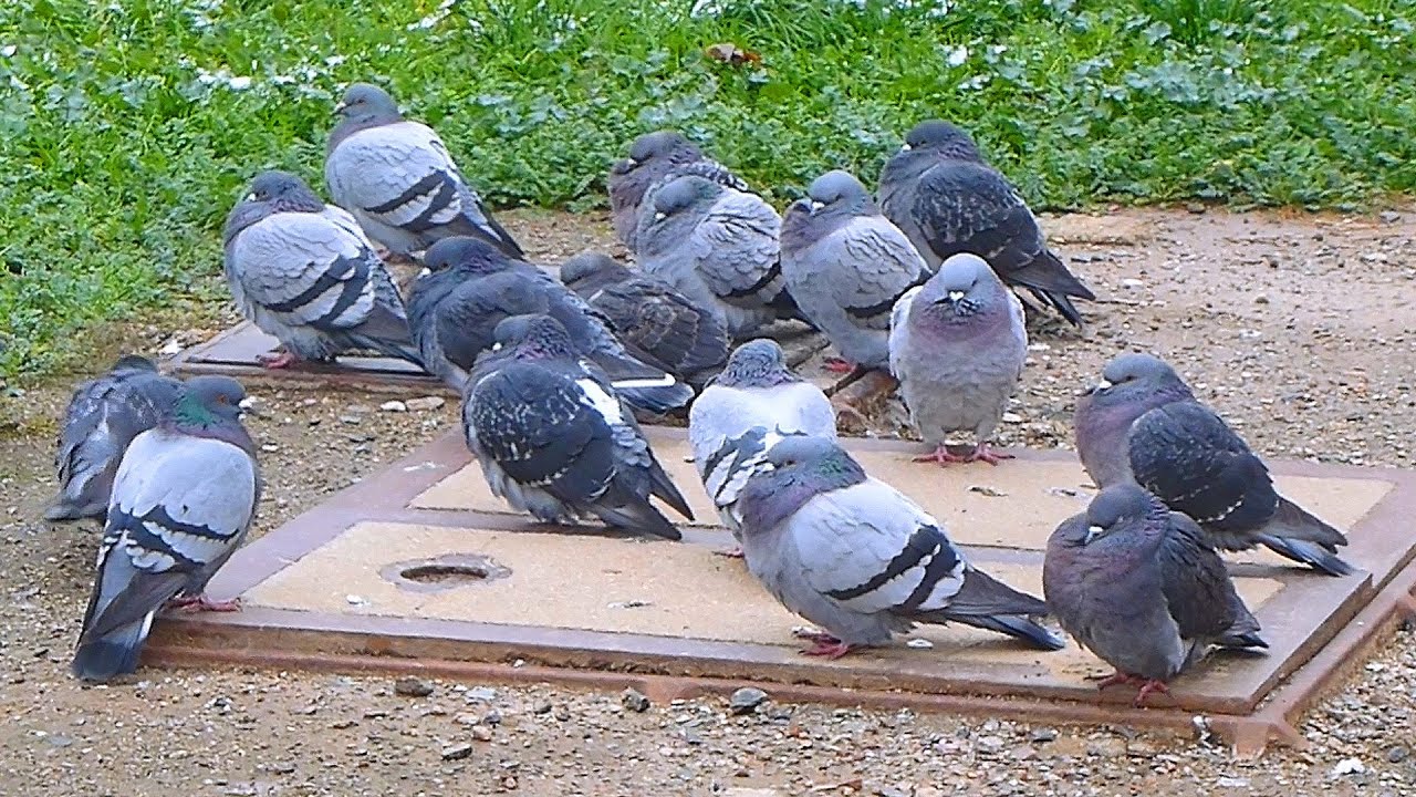 Flock of Fluffy Pigeons on a Break - YouTube
