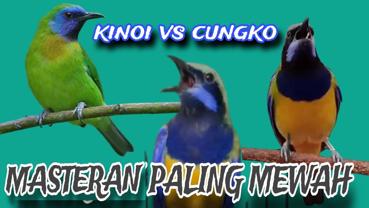 MASTERAN PALING MEWAH!! kinoi vs cucak cungko - YouTube