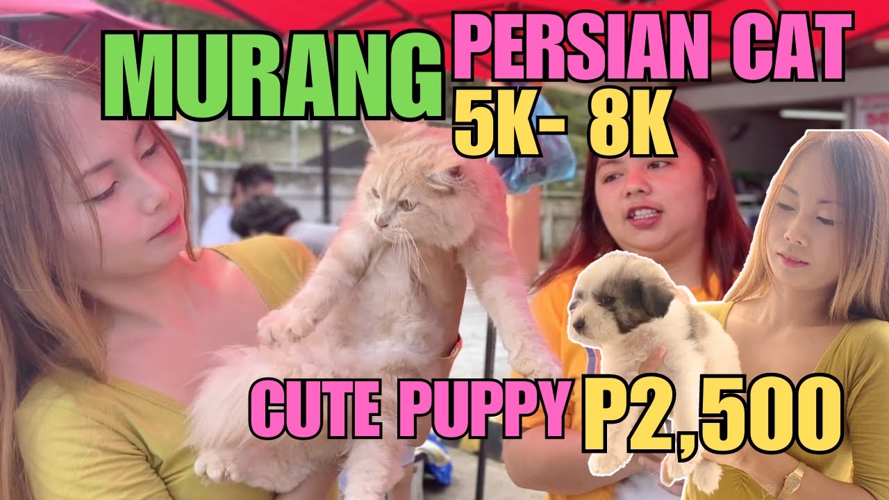 P2,500 LANG MAY CUTE PUPPY KANA !! | PERSIAN CAT 5K- 8K LANG ...