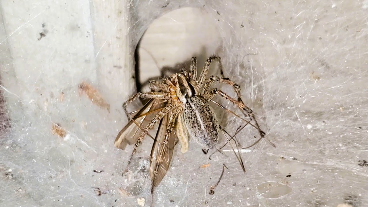 Wolf Spider Vs Huge Crane Fly - YouTube