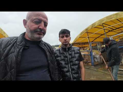 Dev Kastamonu danası 1 ton 300 kg Alibey Kurban pazarı 