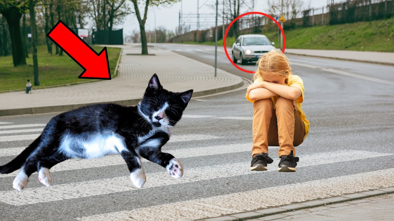 BLIND CAT HEARD A CHILD SCREAMING AND SAVED IT IN AN EMOTIONAL WAY ...