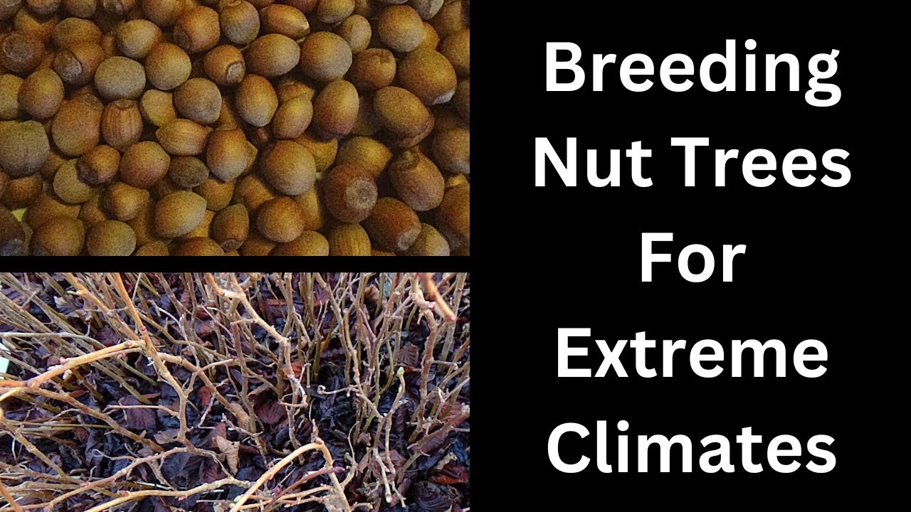 DIY nut tree breeding through strategic, total, utter, neglect. - YouTube
