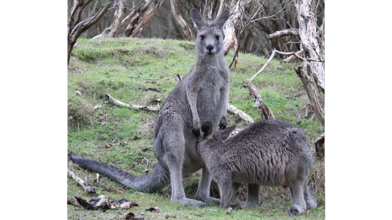 Talking Mother Kangaroo - YouTube