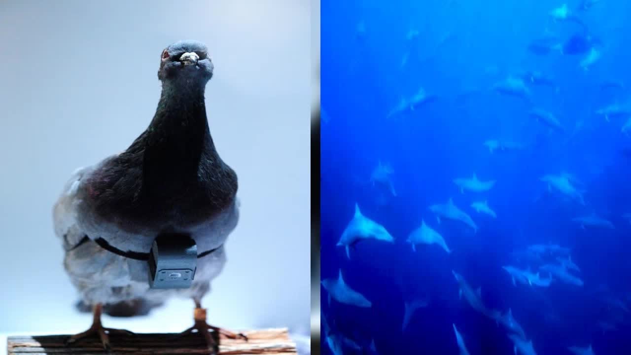 Declassified CIA documents show secret use of photographer pigeons in ...