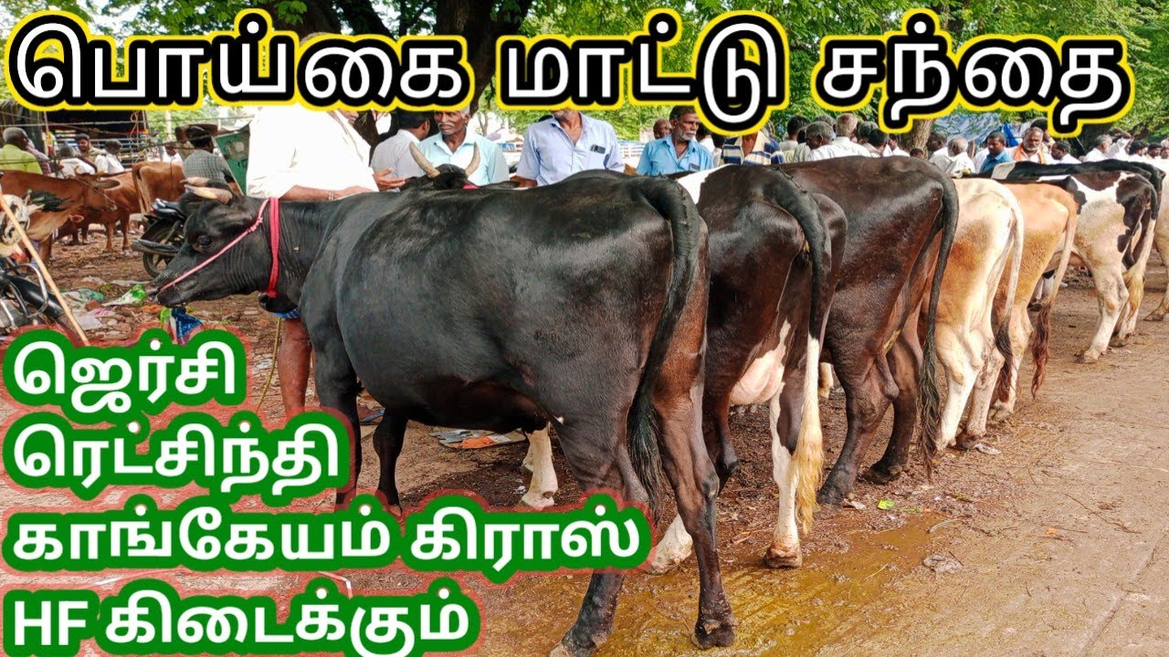 காங்கேயம் கிராஸ்,ஜெர்சி, ரெட் சிந்திகிராஸ்|கிடைக்கும் | Hf,hifer,jersey ...