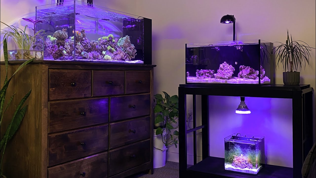 What’s going on in the reef corner - YouTube