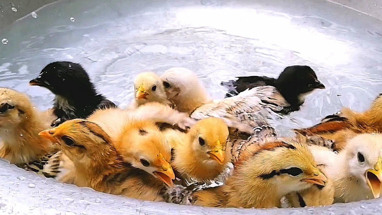 Cute Baby Chickens Swimming in Water - Cute Chicks With Boys Playing ...