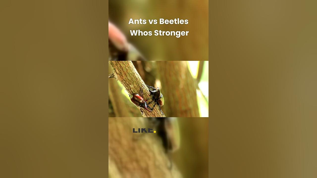 Ants vs. Beetles: The Ultimate Strength Showdown! #Insects #ants #beetles #shorts #viral # ...
