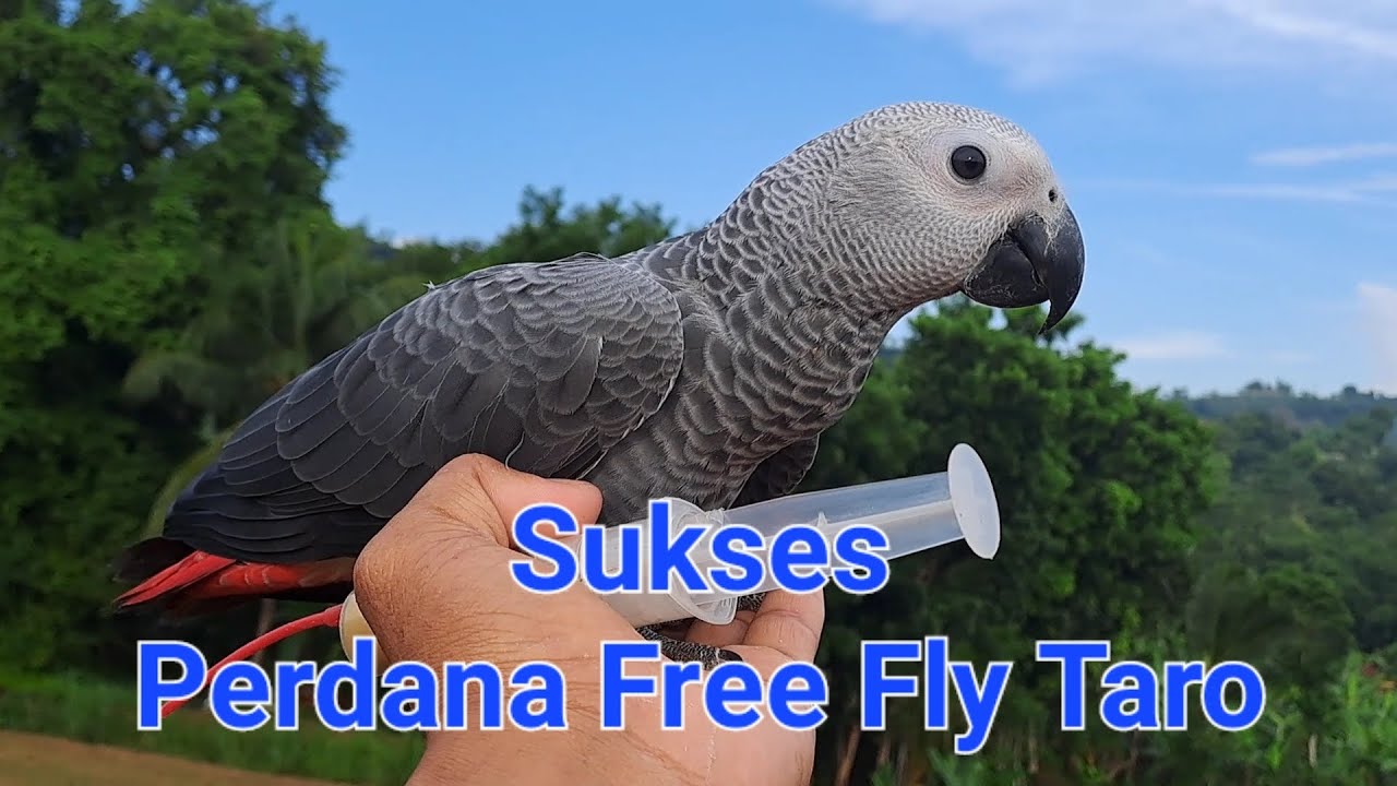 Sukses Melatih Burung African Grey menjadi Free Fly - YouTube