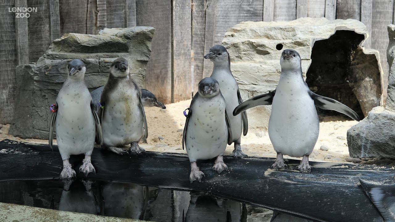 Penguin Flippers Swimming