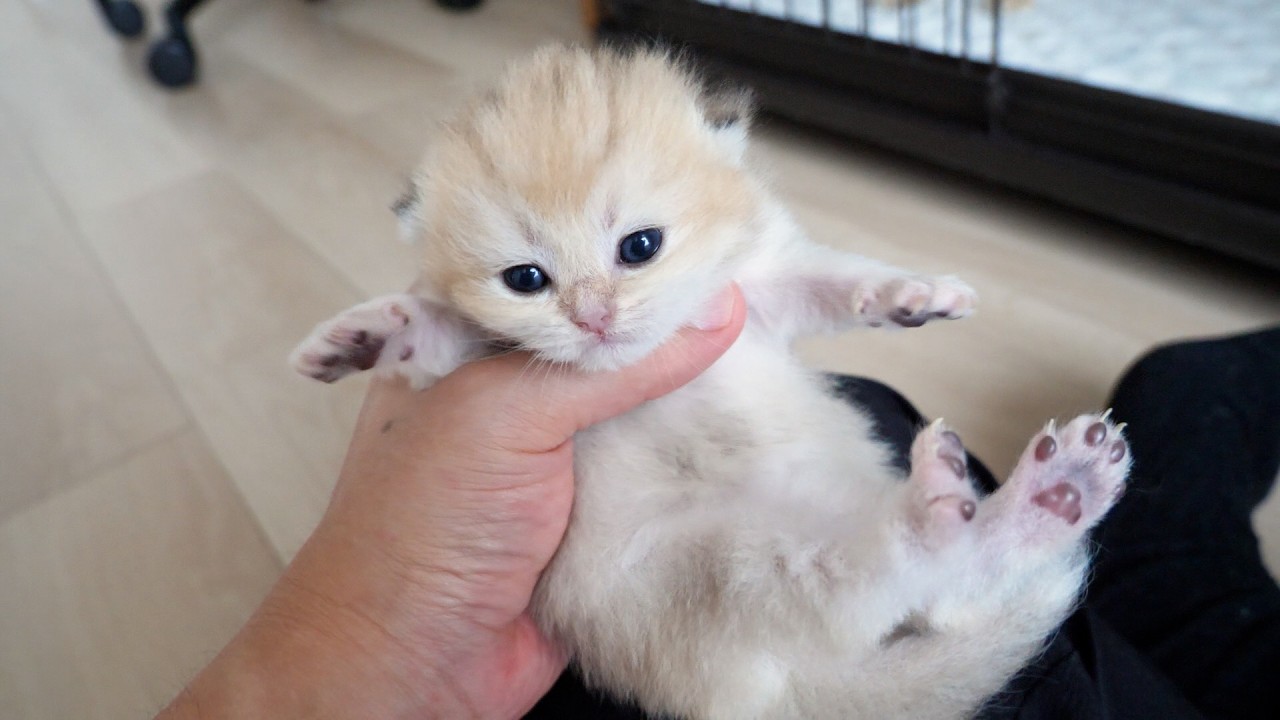 Cute kitten gets restless whenever it's even slightly separated from ...