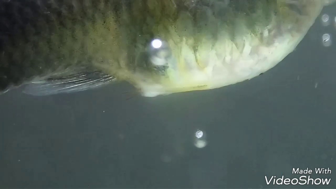 Camallanus worm, cacing anal pada induk guppy - YouTube