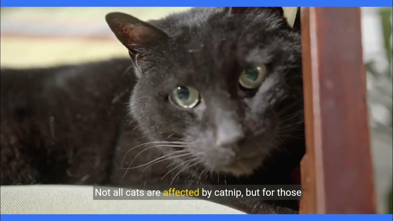 What Actually Happens to Your Cat on Catnip cat behavior - YouTube