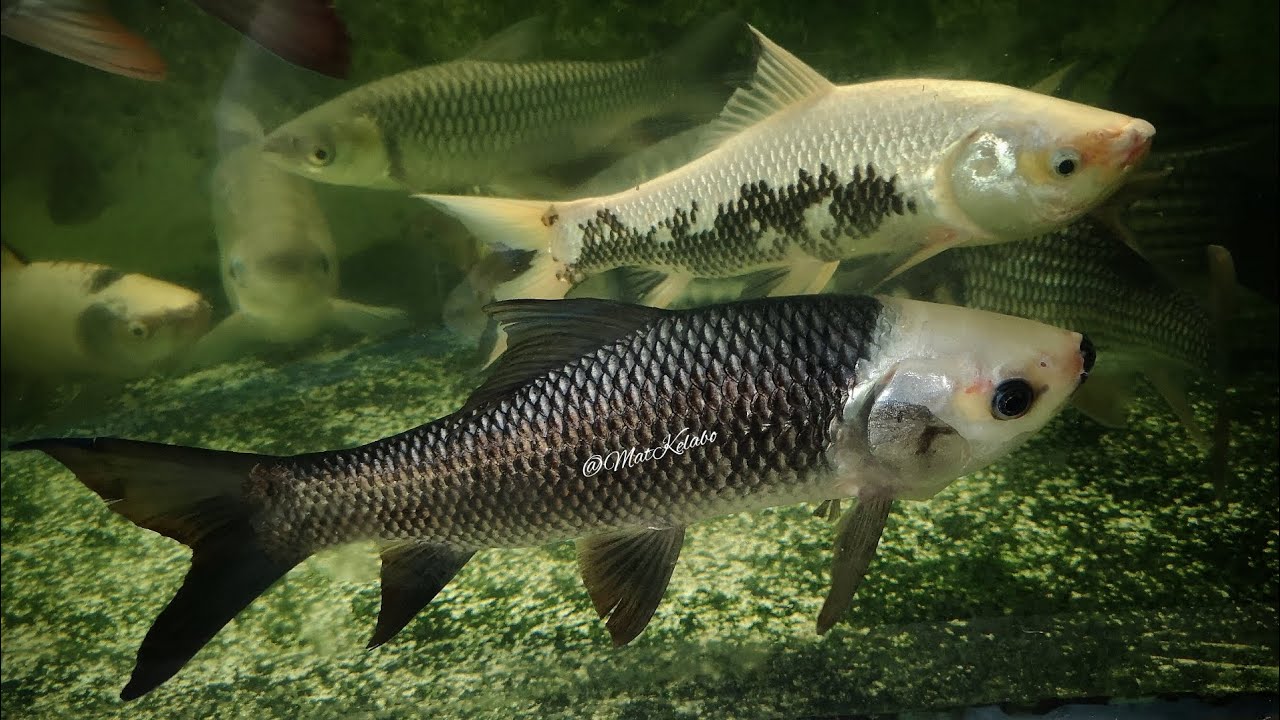 *RARE! Piebald Labeo rohita @ Rohu (Malaysia-introduced) - YouTube