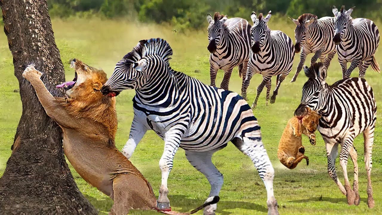 The Brave Zebras Fought The Hunters & Miraculously Escaped Death ...