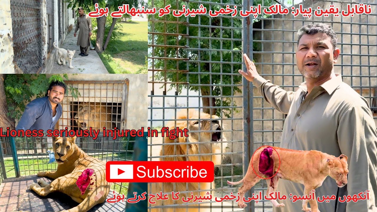 🦁💔 Unbelievable Love! Owner Treats Injured Lioness Like Family – You ...