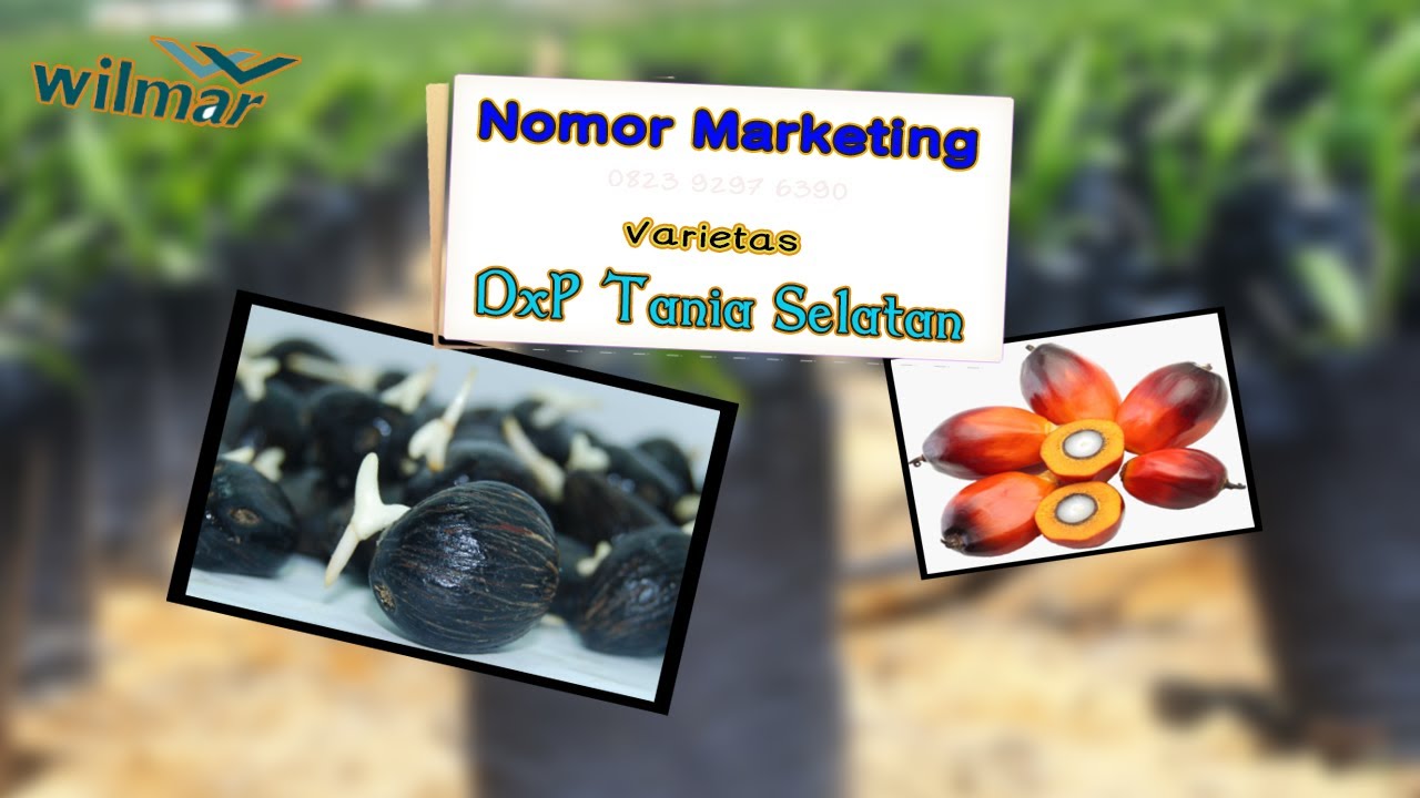 NOMOR MARKETING KECAMBAH SAWIT PT TANIA SELATAN - YouTube