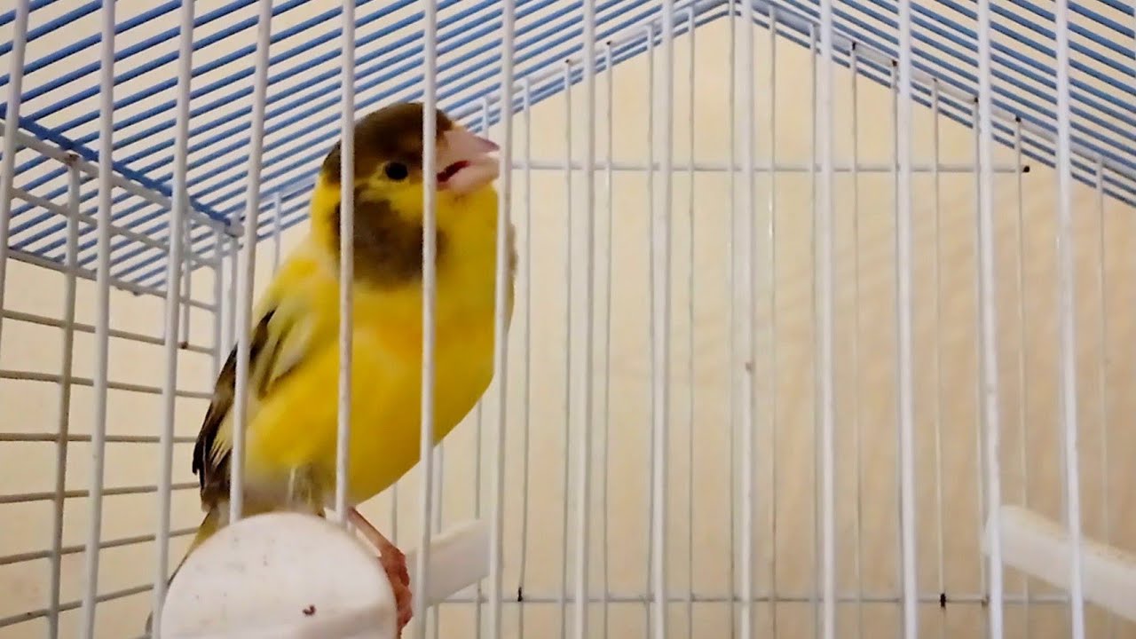 Canary Singing - Most Spectacular HD Video Training For Chicks#4 - YouTube