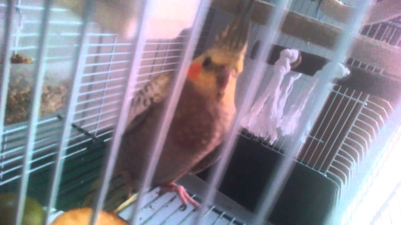 El loro mas bonito del mundo - YouTube