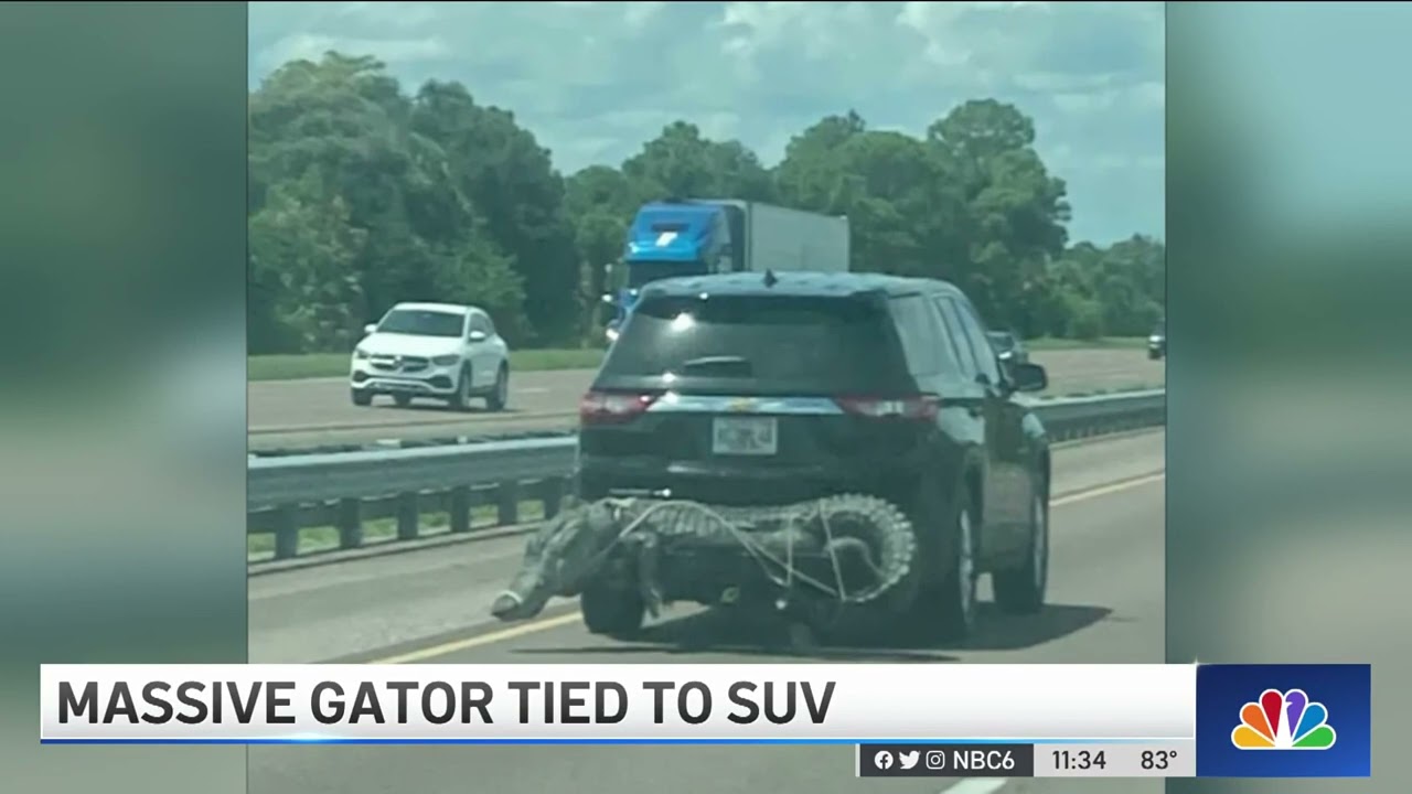 Massive Gator Tied to Back of SUV - YouTube