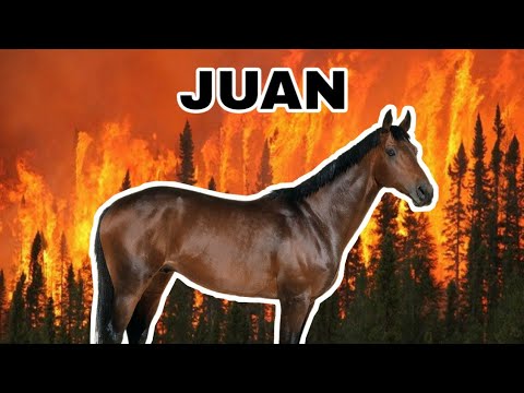 JUAN the HORSE starts an economic crisis | Juan / Horse On Balcony ...
