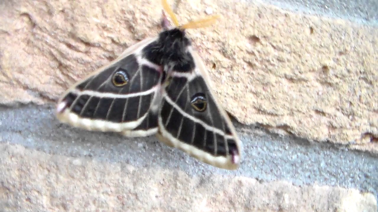 Beautiful black moth! Rocky mountain agepema (Agapema homogena) - YouTube