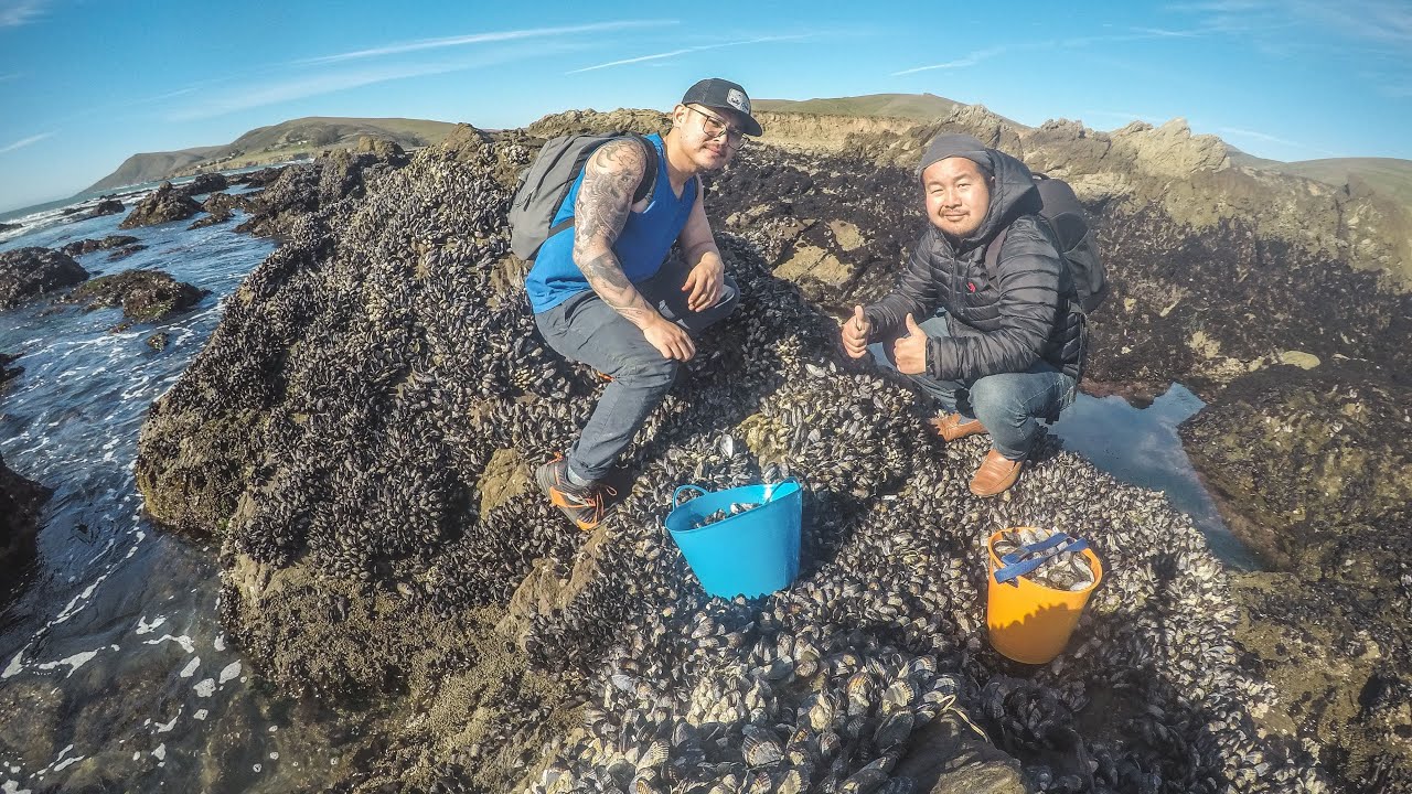Central Coast Mussels & Uni foraging during low tide - YouTube