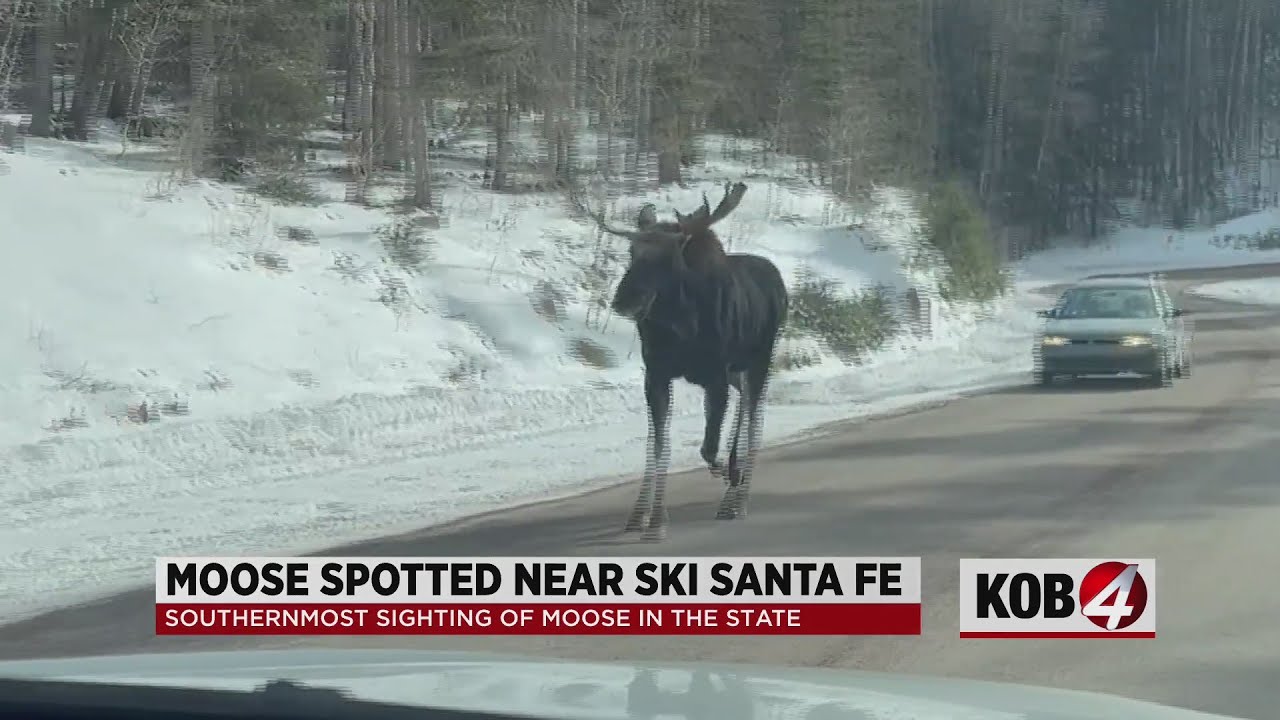 Southernmost moose sighting recorded at Ski Santa Fe - YouTube