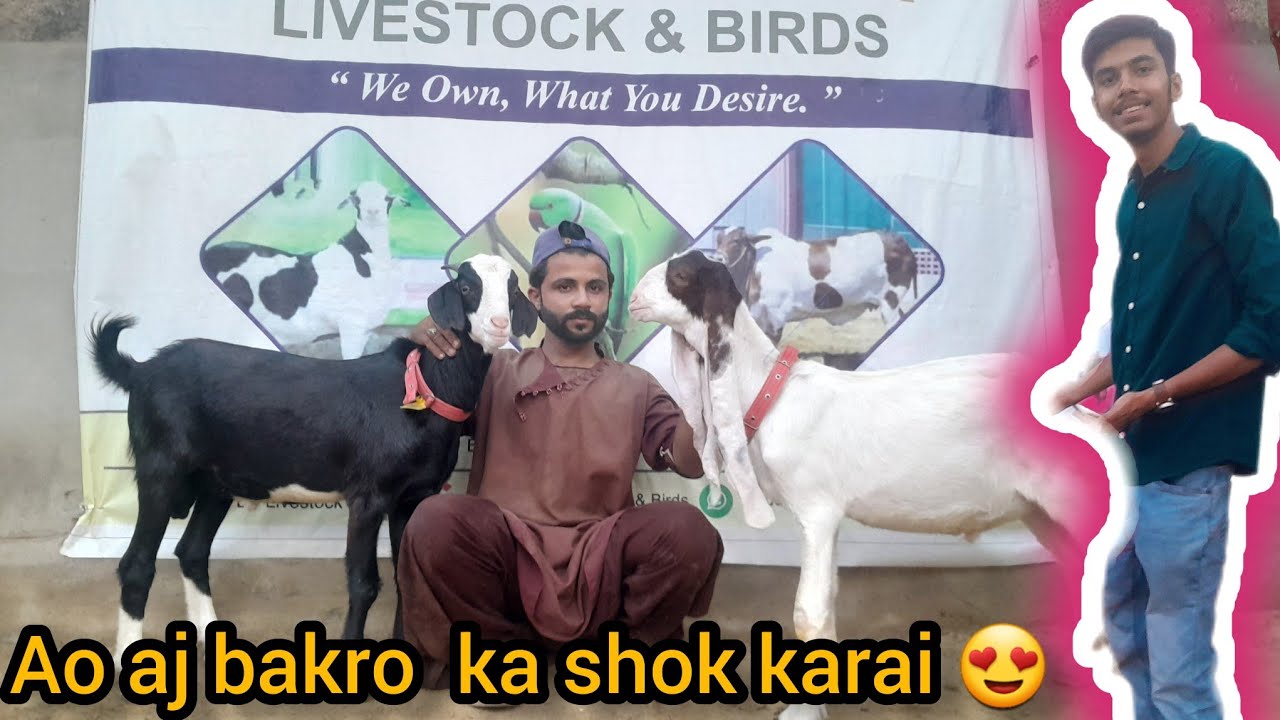 ao aj bakro ka shok karai || bhagbharya livestock 😍 - YouTube