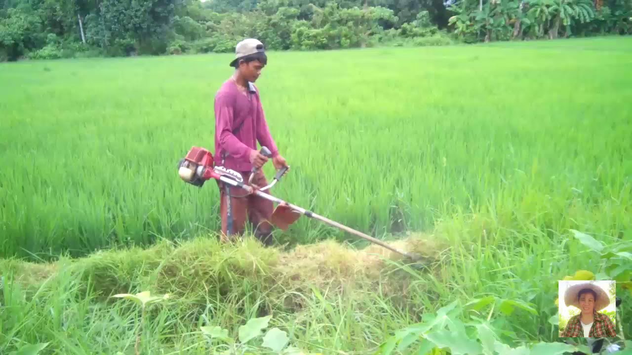 Grass Cutting around rice plantation - YouTube