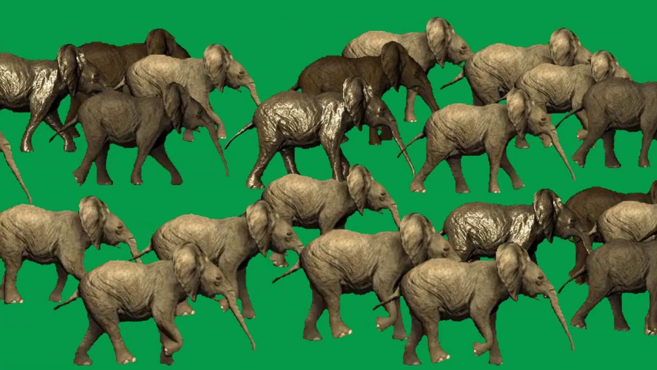 Elephants Animals Stampede Walking Green Screen Blue Screen Best HD ...