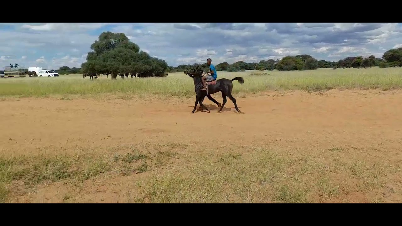 Namibia 🇳🇦 Horse racing (2) - YouTube