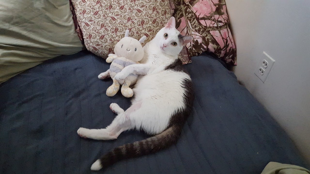 LIVE STREAM: Cats, discussion, guests, Friday night...what more could ...