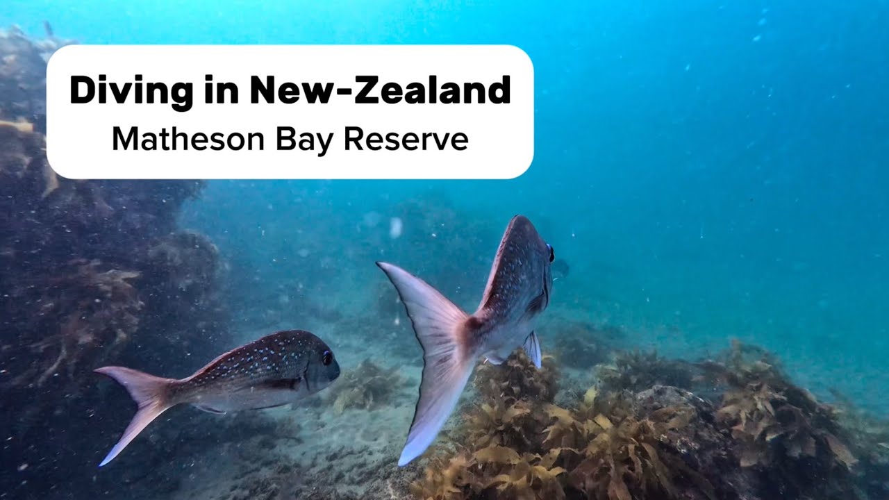 New Zealand: Diving at Matheson Bay Reserve 2025 4K - YouTube