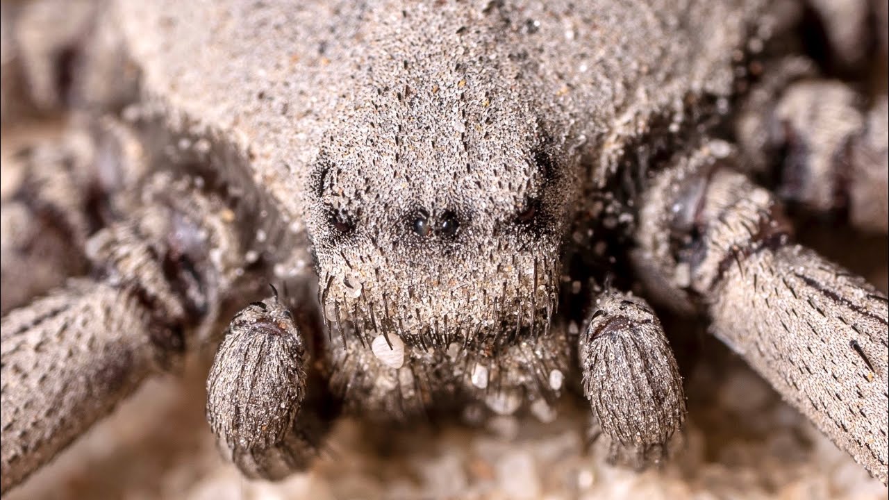 Up close and personal with a Sicarius thomisoides in pictures. - YouTube