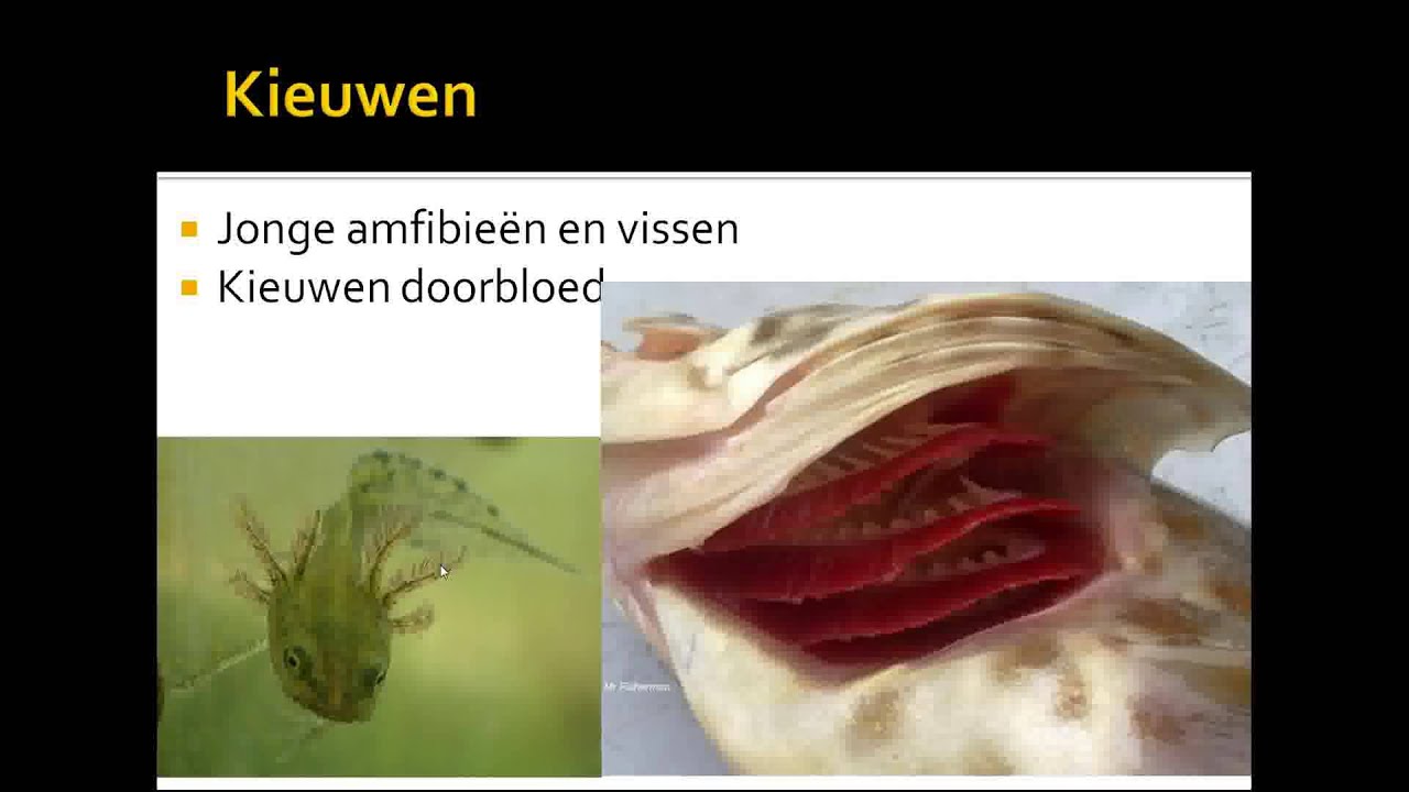 1 gaswisseling diffusie tracheeën kieuwen longen - YouTube