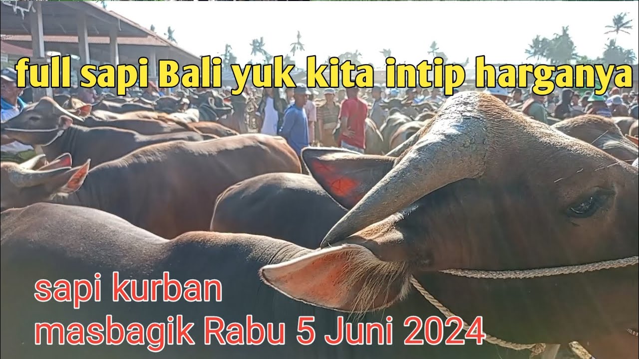 Banjir sapi Bali di pasar masbagik | | sapi kurban | | intip harga ...