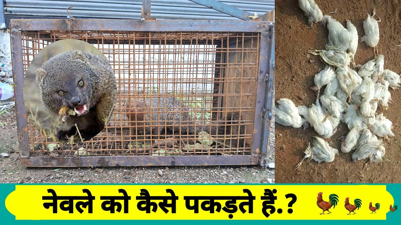 nevle ka pinjra !! nevla kaise pakde!!mongoose trap cage !! cat trap ...