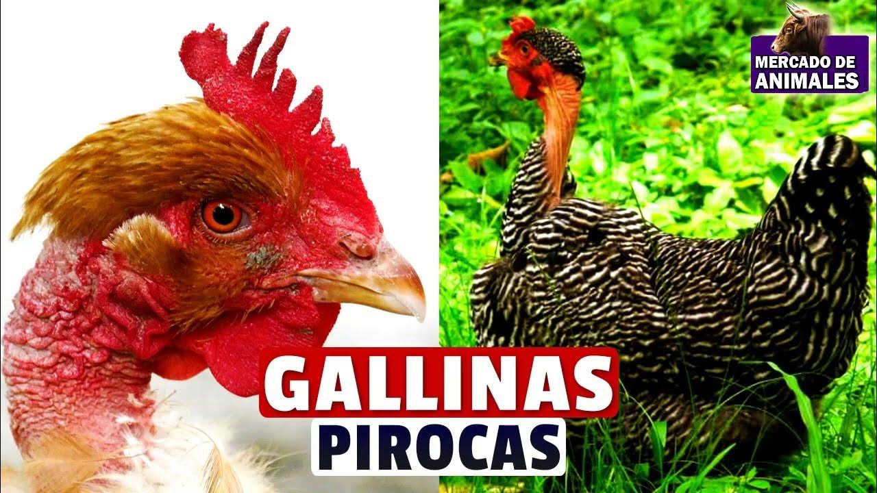 Gallinas Pirocas Características De La Raza De Cuello Pelado - YouTube