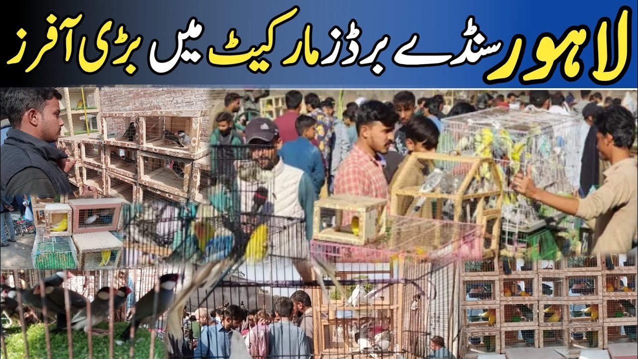 Lahore Sunday Birds Market New Prices Update | Shalamar Sunday Birds ...