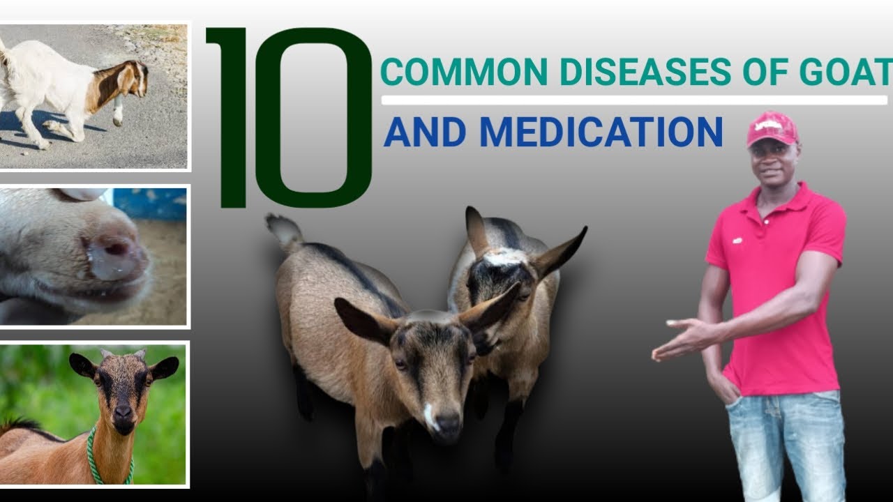 10 most Common GOAT Sickness or Diseases || Their Symptoms || Their ...
