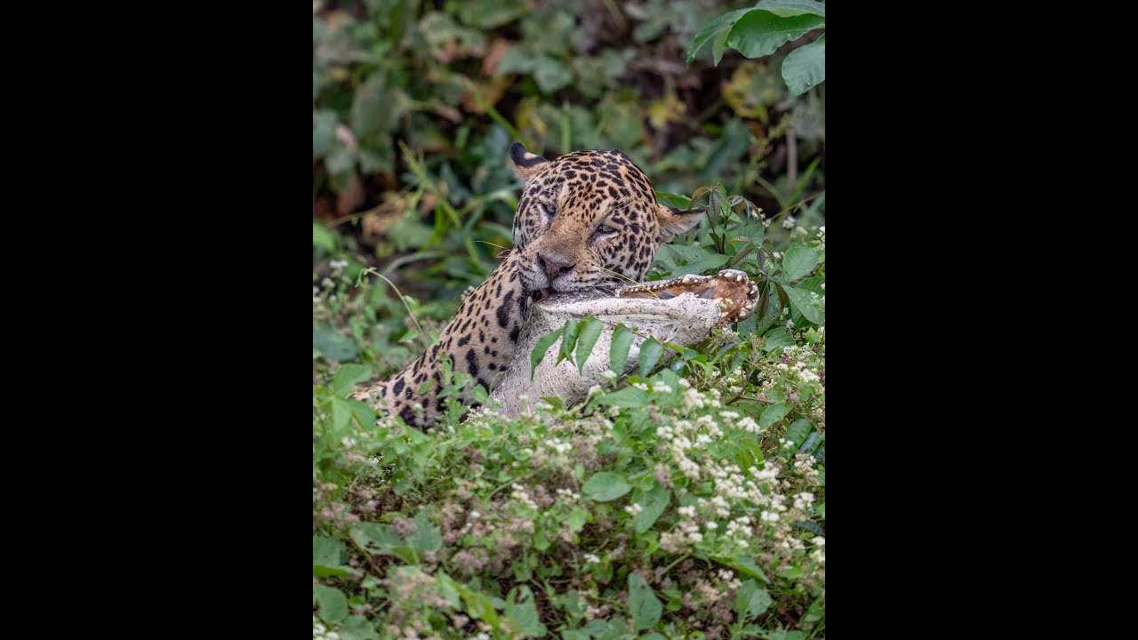 A jaguar eating a caiman - YouTube